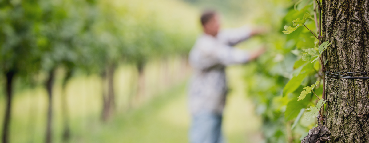 Tailgate | Dry Farming Site Tour